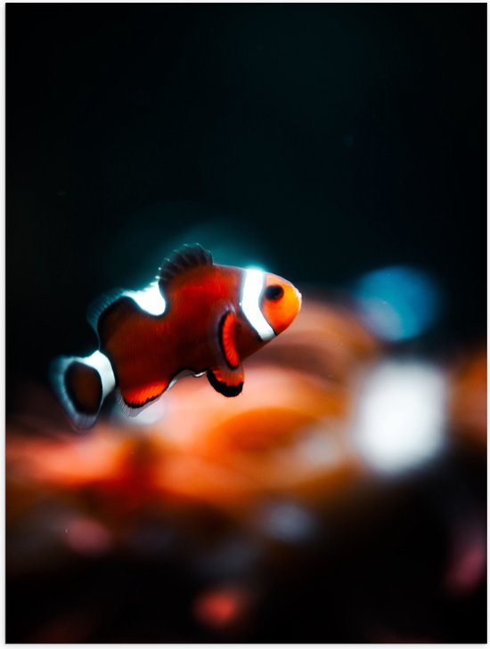 WallClassics - Poster (Mat) - Nemo Vis - 60x80 cm Foto op Posterpapier ...