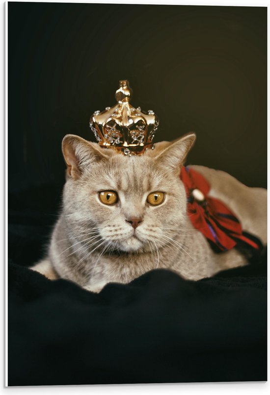 PVC Schuimplaat - Kat als Koning met Kroontje - 40x60 cm Foto op PVC ...
