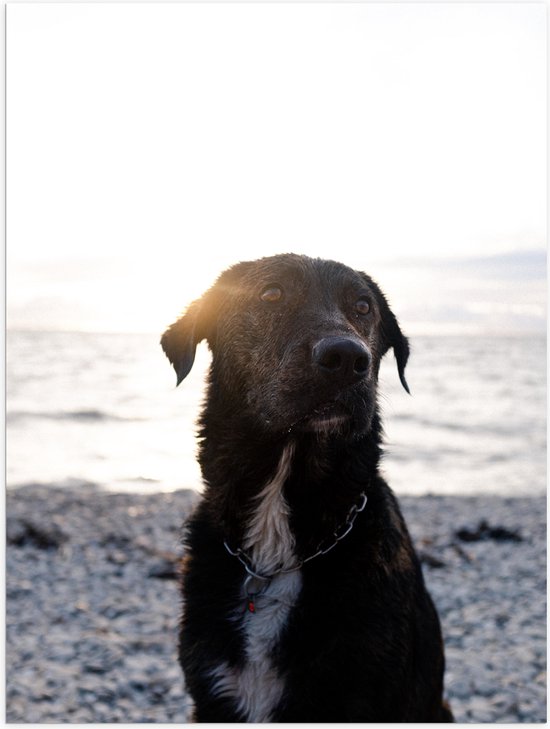 Poster (Mat) - Zwarte Hond met Witte Bef op het Strand bij Avondzon ...