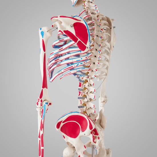 Model menselijk skelet + spiermarkering op staander - incl. poster met namen van... | bol