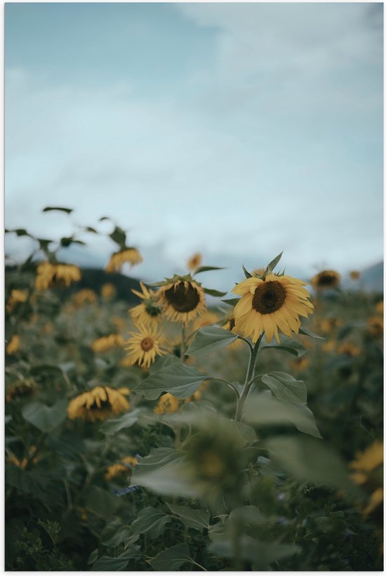 WallClassics - Poster (Mat) - Gele Zonnebloemen in het Veld - 100x150 ...