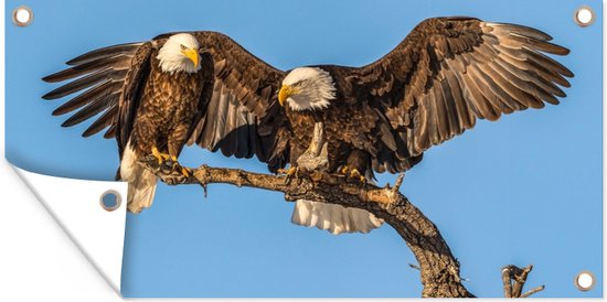 Schuttingposter Vogel - Takken - Arend - Roofvogels - Lucht - 200x100 ...