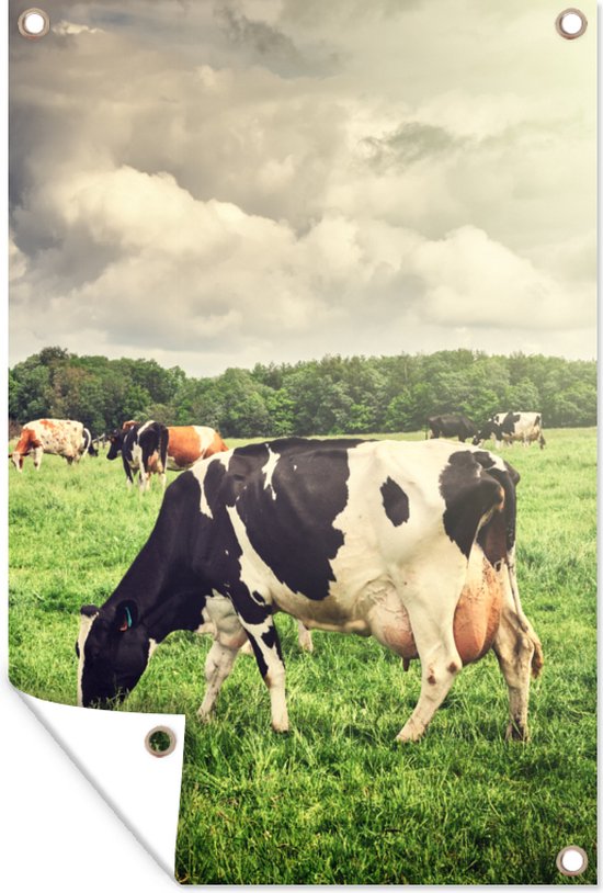 Affiche jardin - Toile jardin - Posters de jardin extérieur - Vaches ...