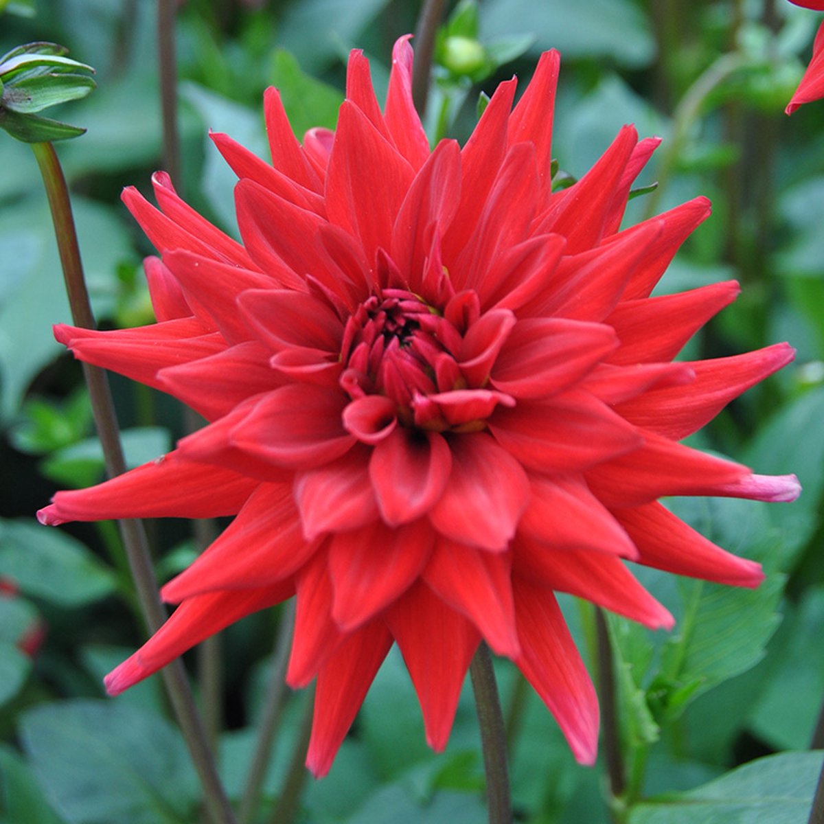 Dahlia Red Pygmy | 1 stuk | Cactus Dahlia | Knol | Geschikt voor in Pot ...