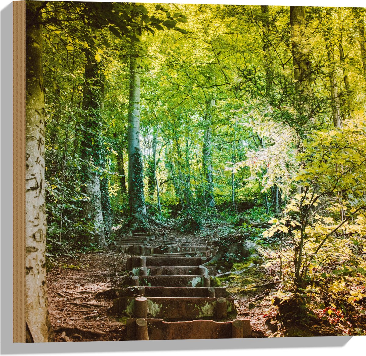 Hout - Stenen Trap in Bloeiend Groen Bos - 50x50 cm - 9 mm dik - Foto ...