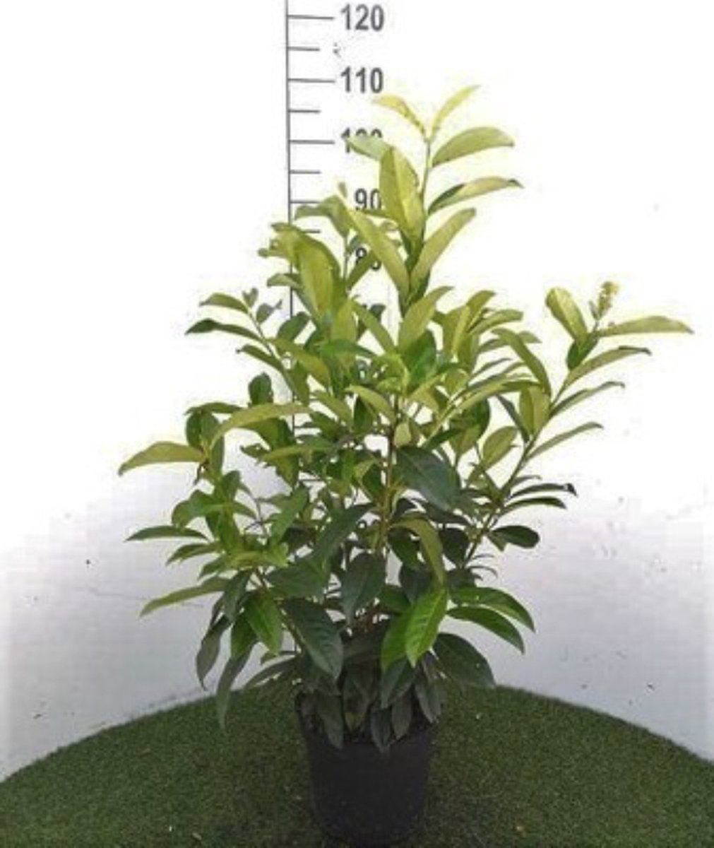 Prunus laurocerasus 'Genolia' - LAURIERKERS 60-80 cm in pot | bol.com