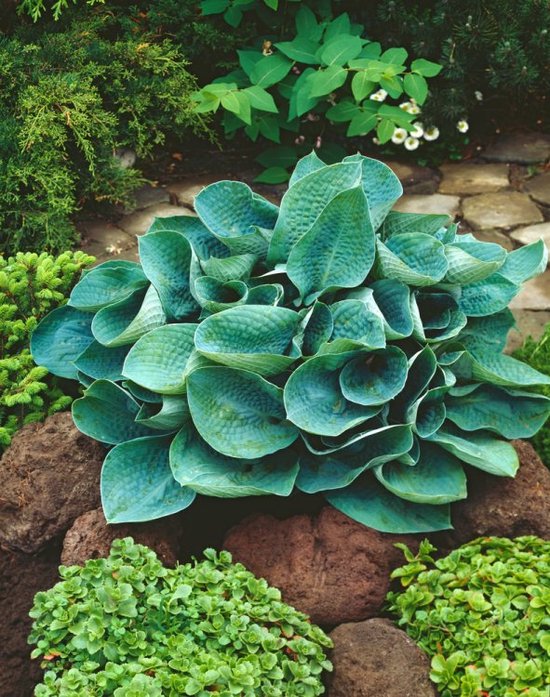 Set van 3 | Hosta 'Big Daddy' - 0.7 liter pot | bol