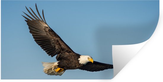 Muurstickers - Sticker Folie - Vogel - Arend - Roofvogels - 120x60 cm ...