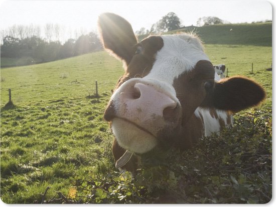 Muismat Koeien - Nieuwsgierige koe muismat rubber - 23x19 cm - Muismat ...