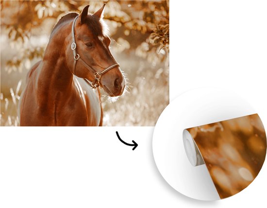 Behang kinderkamer - Fotobehang Paard - Zon - Portret - Natuur - Bruin ...