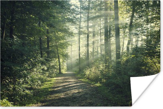 Poster Bos - Pad - Zon - Bomen - Groen - Natuur - 60x40 cm | bol
