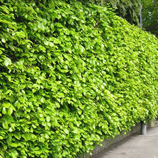 25x Fagus Sylvatica 60-80 cm Blote Wortel - Groene Beuk voor Een ...