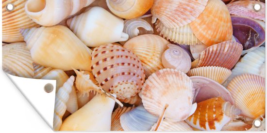 Schuttingposter Schelpen - Strand - Zomer - Oranje - 200x100 cm ...
