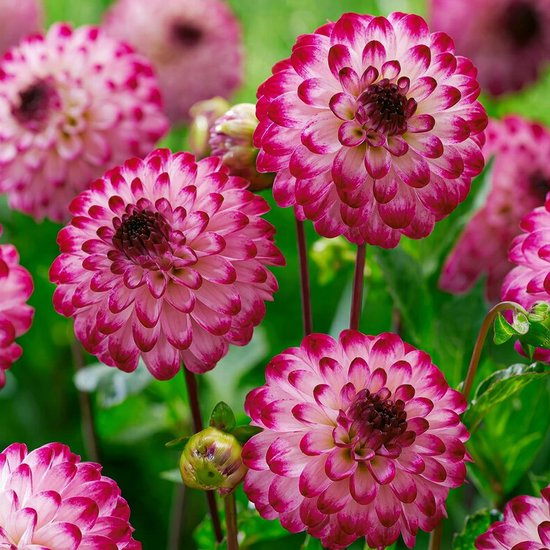 Dutch Bulbs Dahlia - Pon Pon - Bloembollen - 5 stuks - Roze - Bloem ...