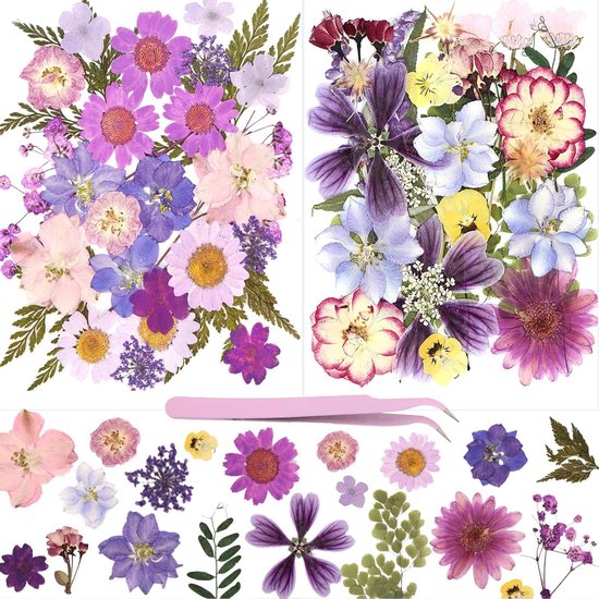 55 Gedroogde Bloemen En Geperste Bloesems - Natuurlijke Gedroogde ...