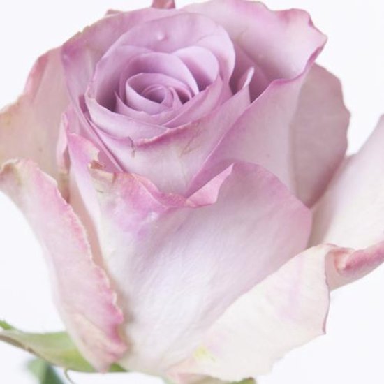 20x Rosa memory lane! 60cm | bol