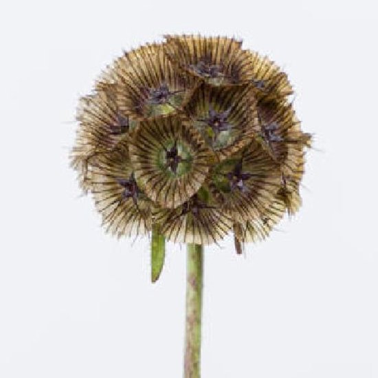20x Scabiosa stellata 70cm | bol