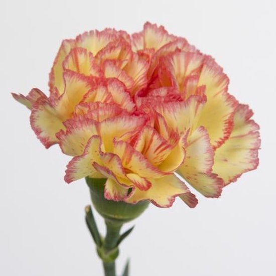20x Dian.lorca 60cm | bol