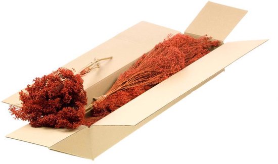 30x broom bloom burnt orange | bol