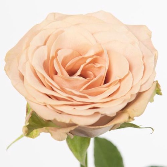 20x Rosa cappuccino 40cm | bol