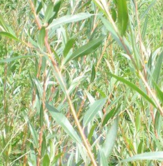 Salix alba 'Chermesina' ('britzensis') - Oranje Schietwilg, Knotwilg 8/ ...