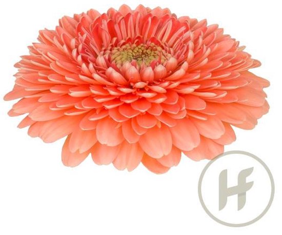 60x Germini gerponi jive 40cm | bol