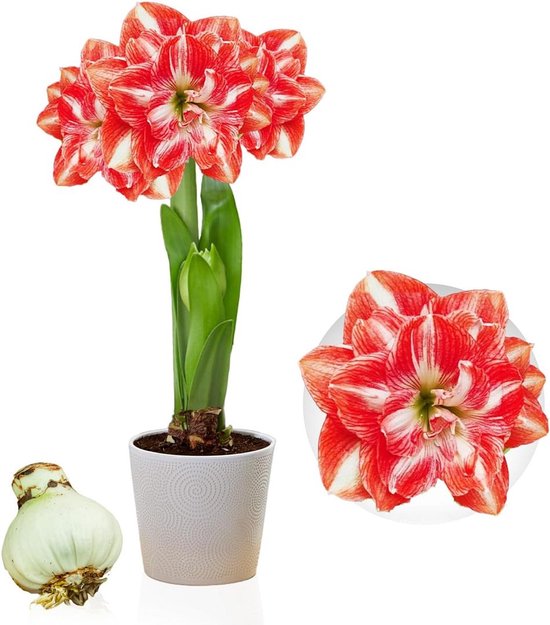 Amaryllis Bol - Double Red-White - Bloembollen - 1 stuk - Rood & Wit ...