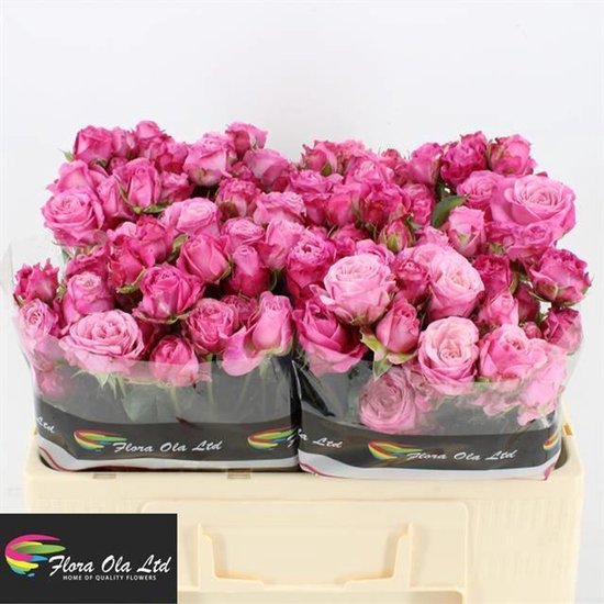 DutchFlowers - Boeket - 10x Rosa lady bombastic 50cm | bol