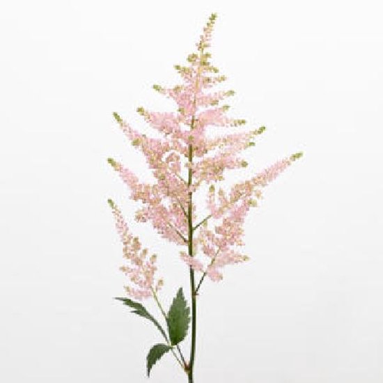 20x Astil.europa 60cm | bol