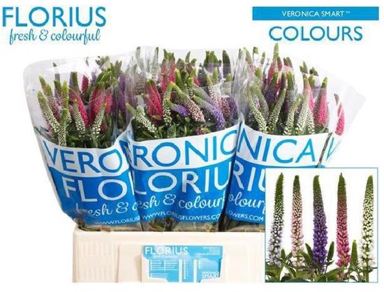 25x Veron.smart colours mix/pak 60cm | bol