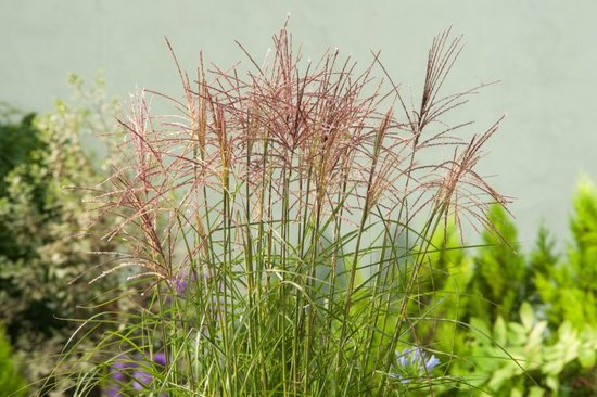 Plants Online - Tuinplanten - Siergrassen - Set van 3 - Miscanthus ...