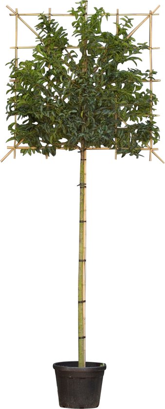 Portugese laurier als leiboom Prunus lusitanica h 300 cm st. omtrek ...