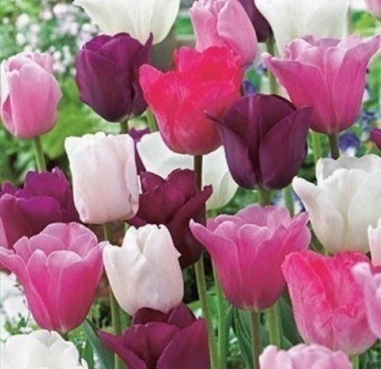 Tulipa pastel gemengd - mix | bol