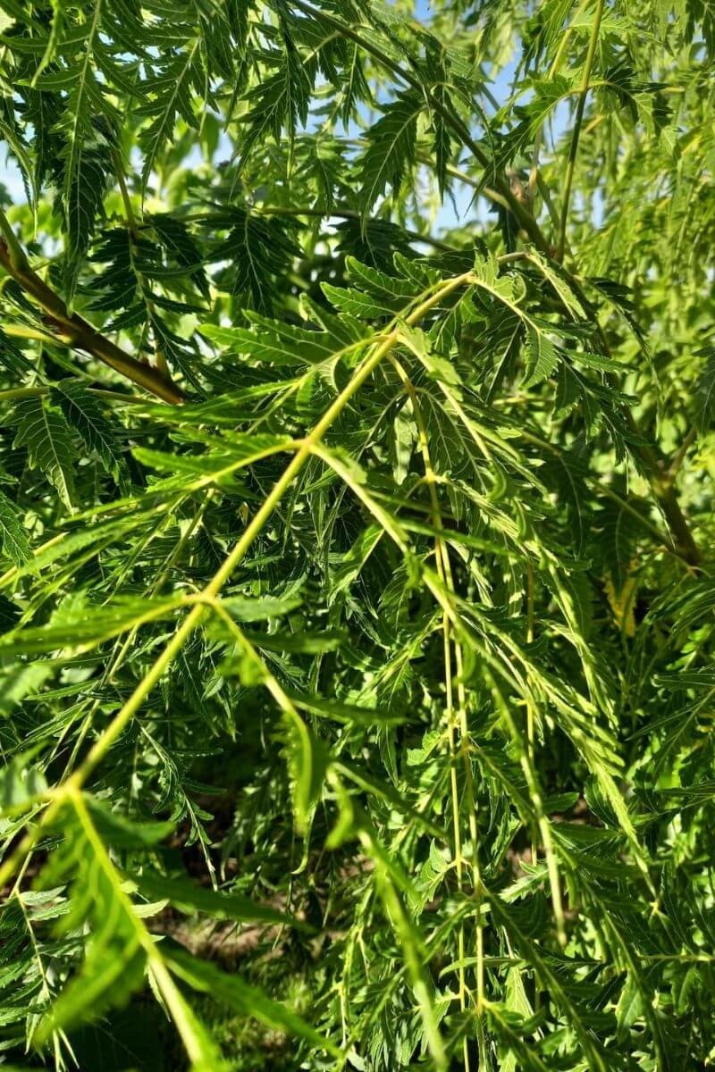 Jonge Fijnbladige Walnoot boom | Juglans regia 'Laciniata' | 40-60cm ...