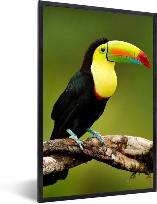 PosterMonkey - Poster - Fotolijst - Vogel - Toekan - Regenboog - Groen ... PosterMonkey - Poster - Fotolijst - Vogel - Toekan - Regenboog - Groen ...