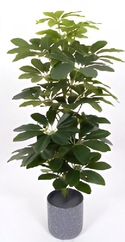 Oosterik home - Scheffelera arboricola 70 cm kunstplant Oosterik Home | bol