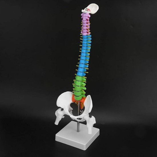 Anatomical Scientific Flexible Spine Model - 45cm Figure with Colorful ...