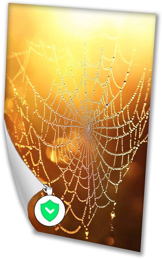 Spinnenweb in ochtendlicht - spinnenweb poster - Poster natuur ...