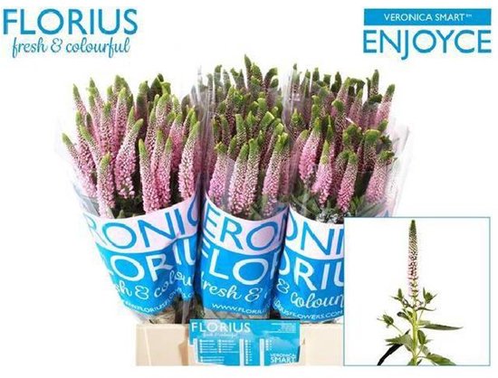 25x Veron.smart enjoyce 50cm | bol