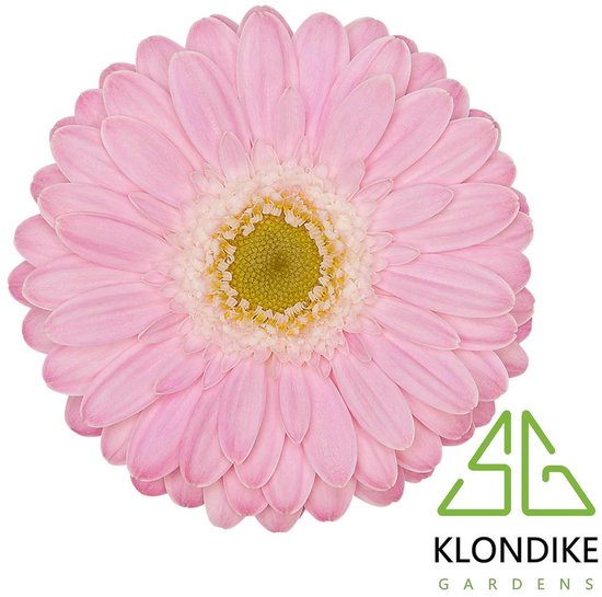 20x Germini babble 70cm | bol