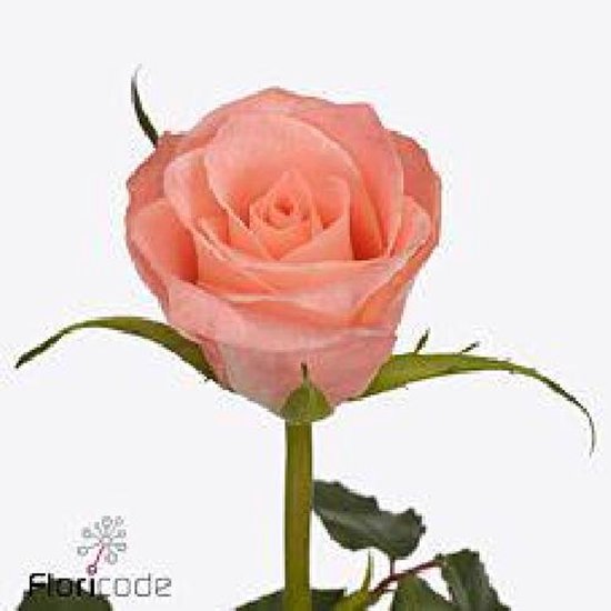 10x Rosa valerie+ 50cm | bol