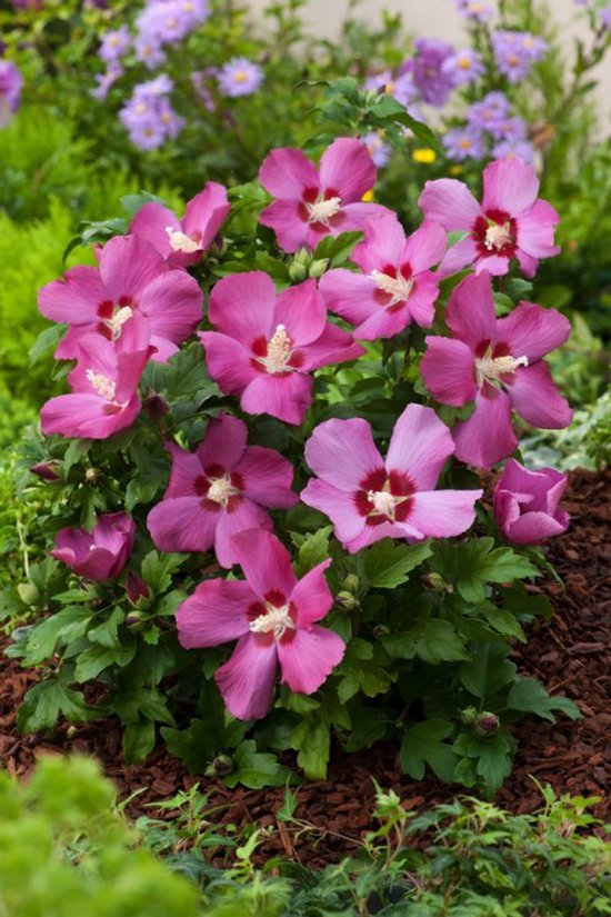 Plants Online - Tuinplanten - Heesters - Set van 1 - Hibiscus syriacus ...