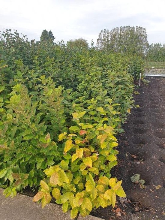 Plants Online - Tuinplanten - Heesters - Set van 1 - Calycanthus ...