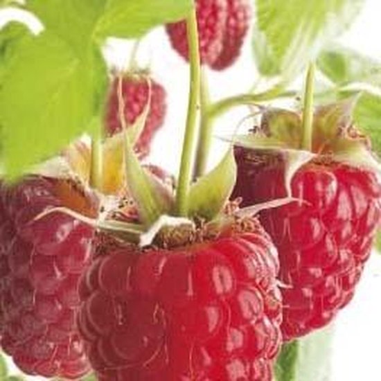 Frambozenstruik - Rubus idaeus 'Tulameen' - Rode zomerframboos ...