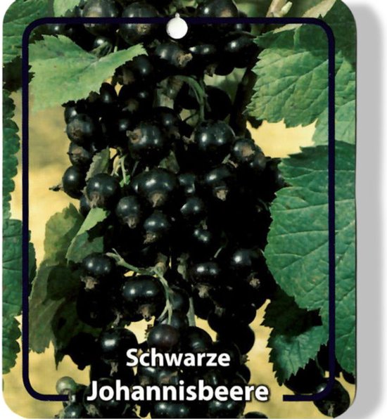 Oosterik home - Ribus Nigrum Schwarze Johannisbeeren | bol