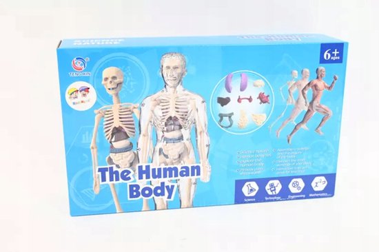 Anatomisch Model Menselijk Lichaam - Educatief Speelgoed | bol