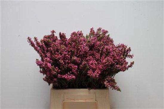 10x Pg erica pink 40cm | bol