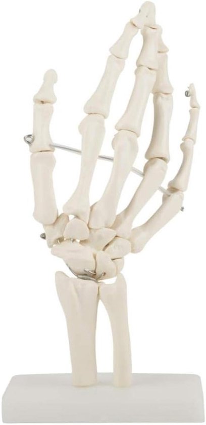 Anatomisch Hand Skelet Model voor Studiebdoeleinden | bol