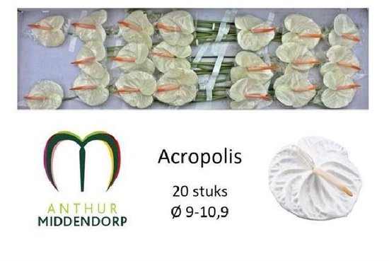 20x Anthurium acropolis | bol