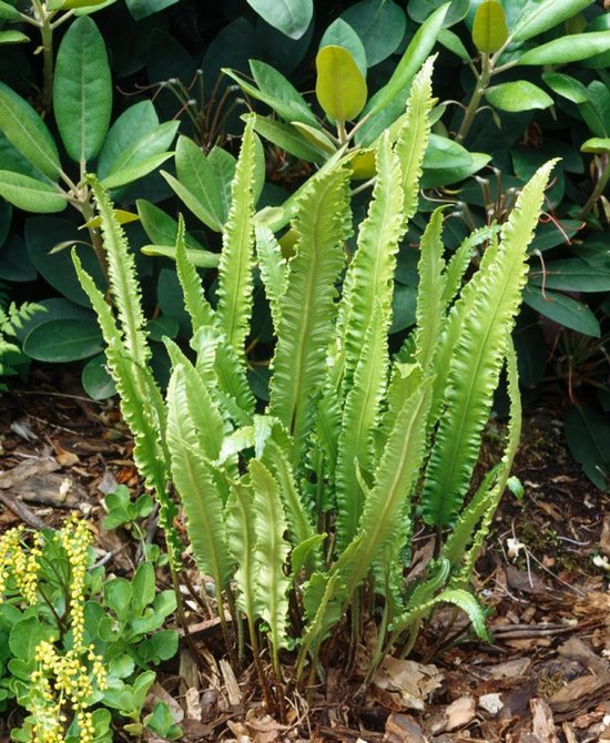 Plantes de jardin - Un ensemble 3 - Asplenium scolopendrium 'Angustatum ...